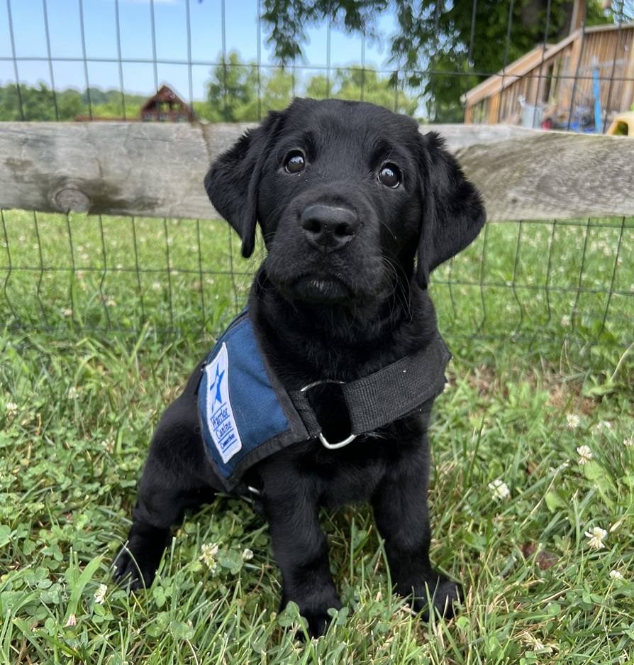 Wanted: Puppy Raisers for WCC's Life-Changing Mission - Warrior Canine ...