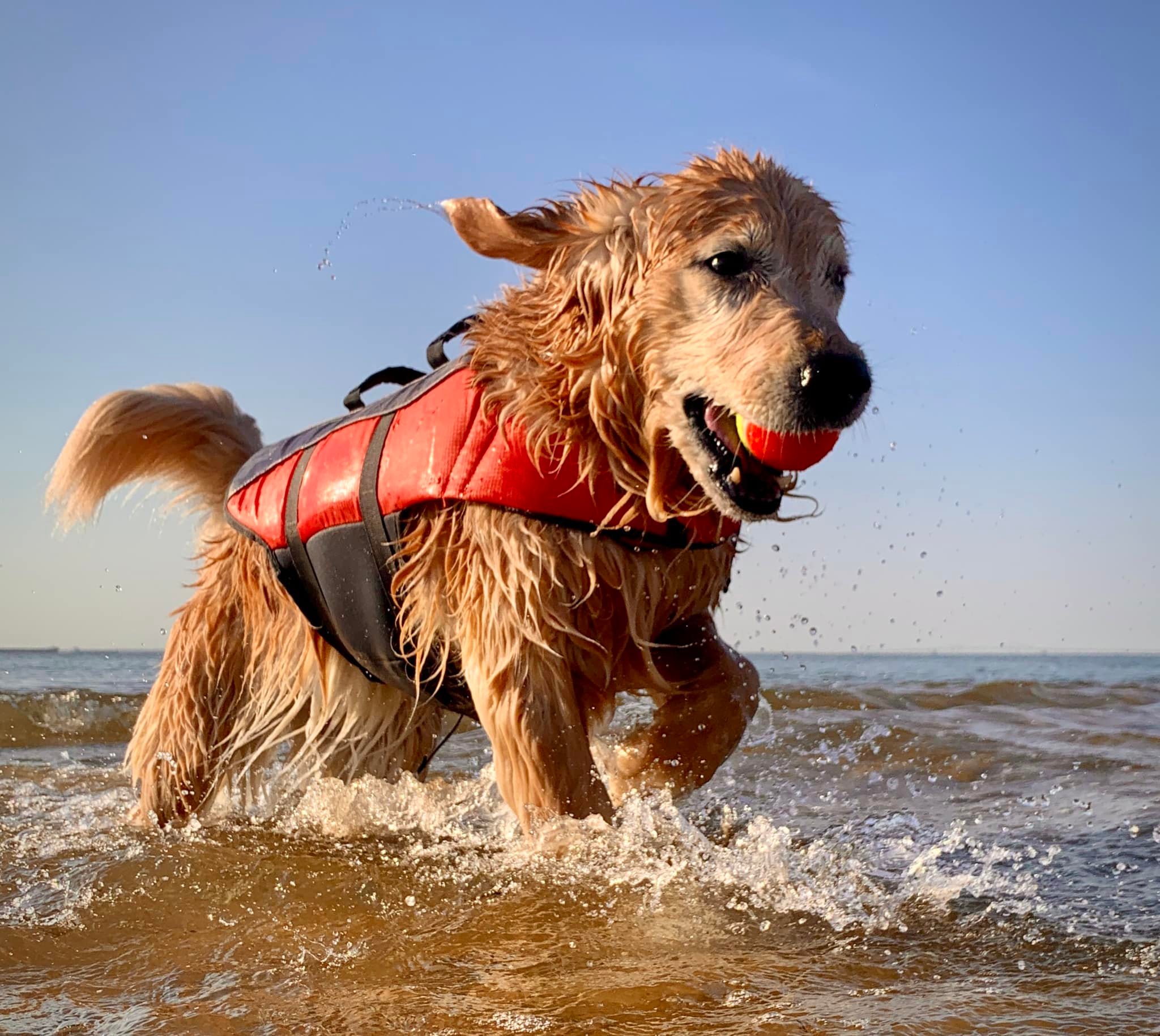 The Paw-fect Summer Music Playlist - Warrior Canine Connection