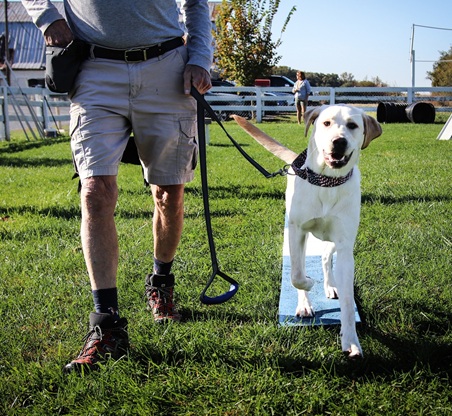 The Healing Power of the Human-Canine Connection - Warrior Canine ...