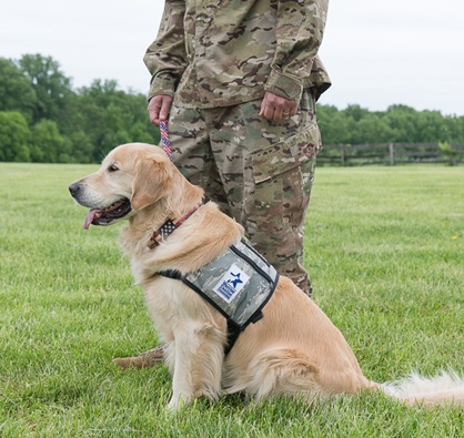 PTSD Awareness Month: Recognizing and Supporting Our Veterans - Warrior ...