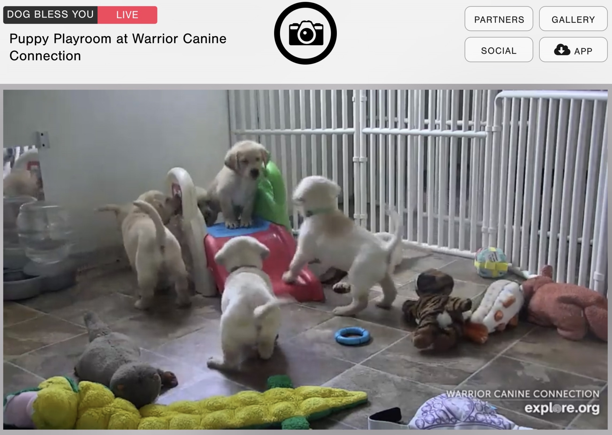 live puppy cam Archives - Warrior Canine Connection